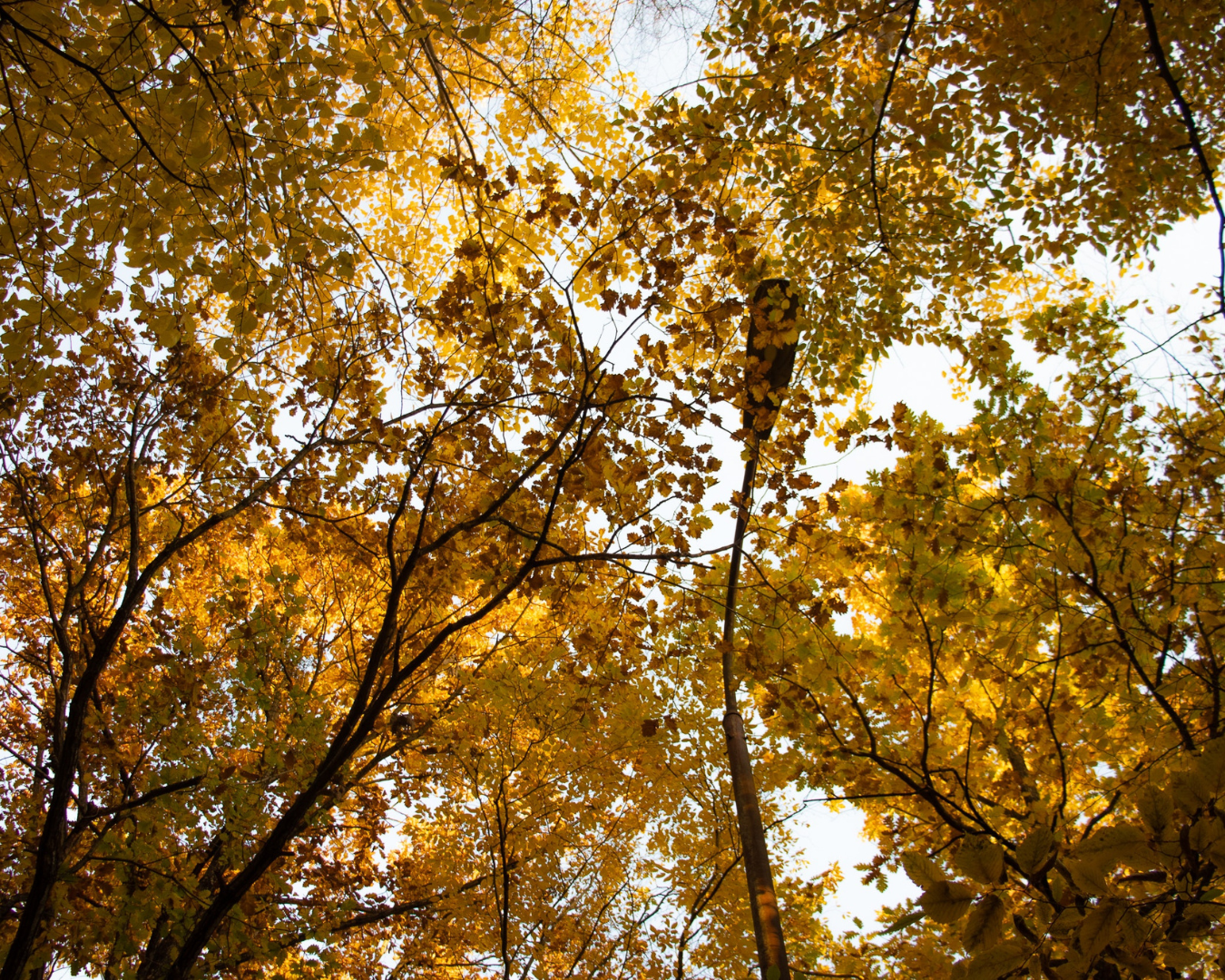 September Reflections – araleabeauty